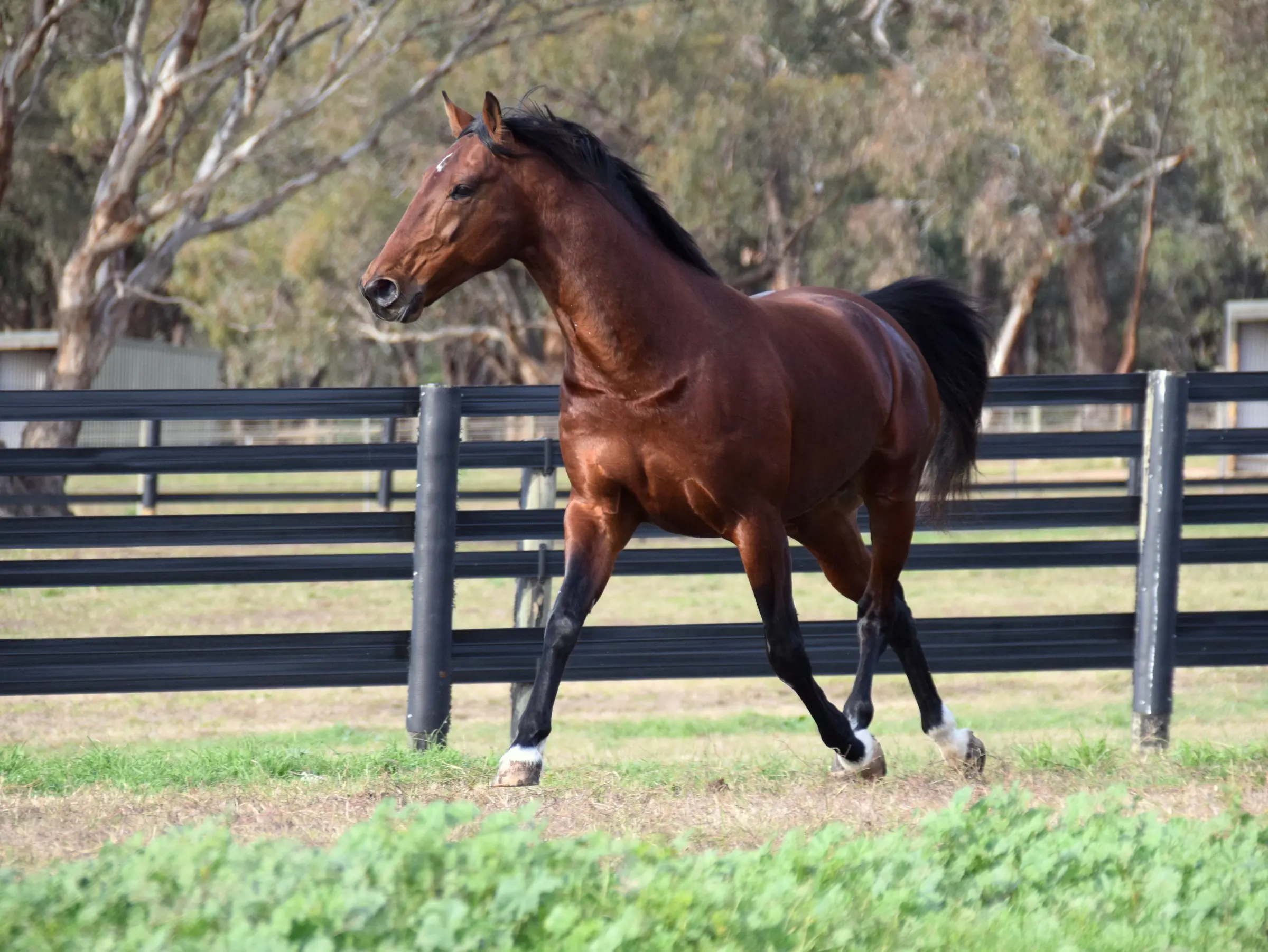 Stallion News - Llowalong Farms