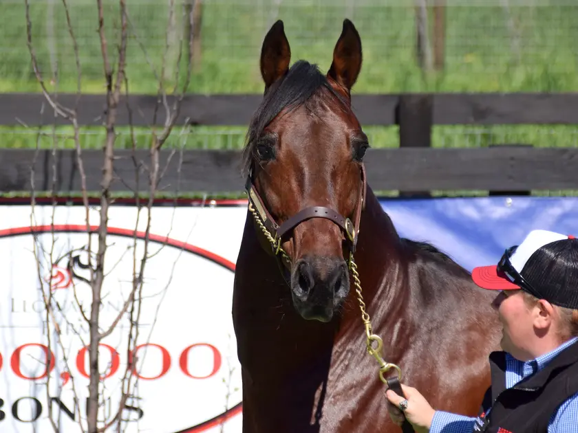 Stallion Overview - Llowalong Farms